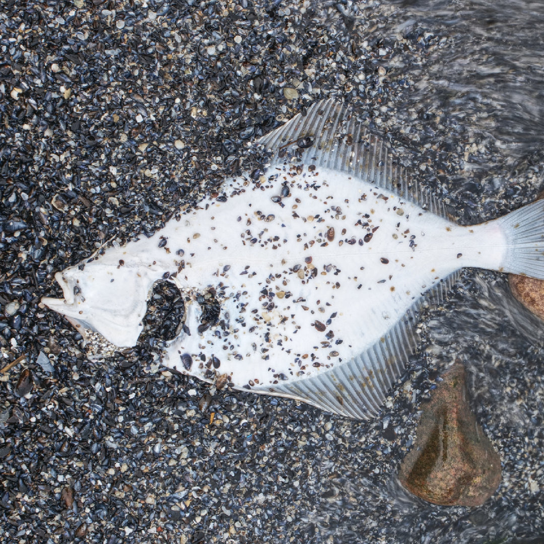 Flounder vs. Halibut: Differences in Size, Flavor, Texture, and Cooking