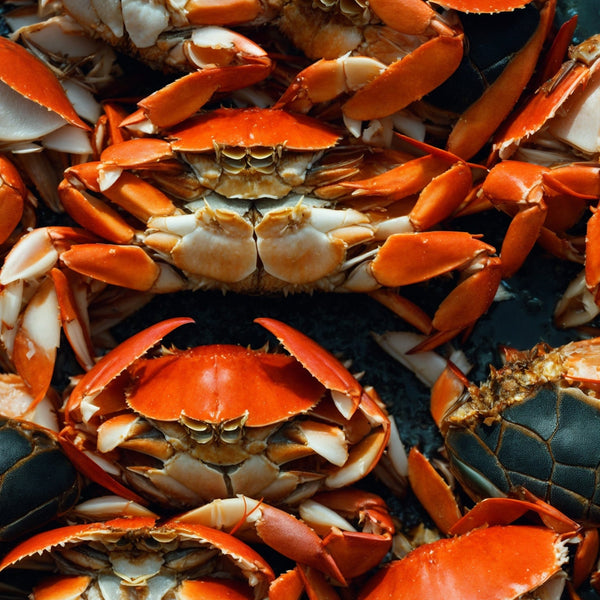 Dungeness Crab Clusters – Best Flavor, Cooking Tips & Sustainability