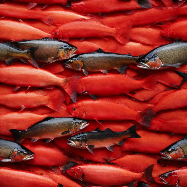 Salmón rojo salvaje de Alaska: beneficios para la salud, nutrición y ...