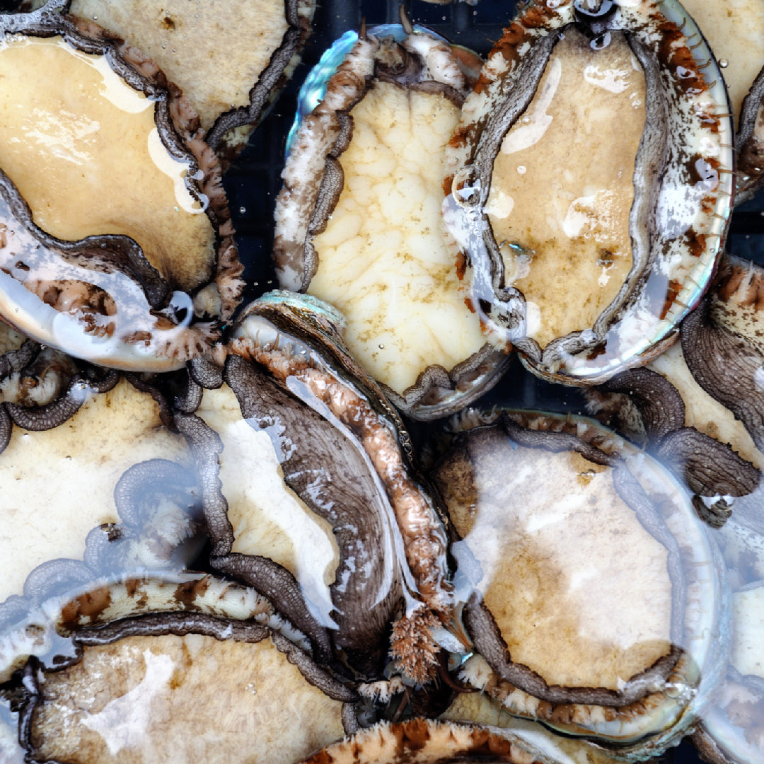Abalone: Taste, Health Benefits & Best Cooking Methods | Buy Online