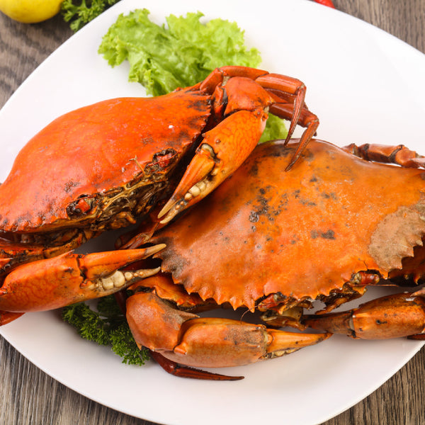 Most Insane Harbor-style crab Eating Contests – A Feast for True Champions!