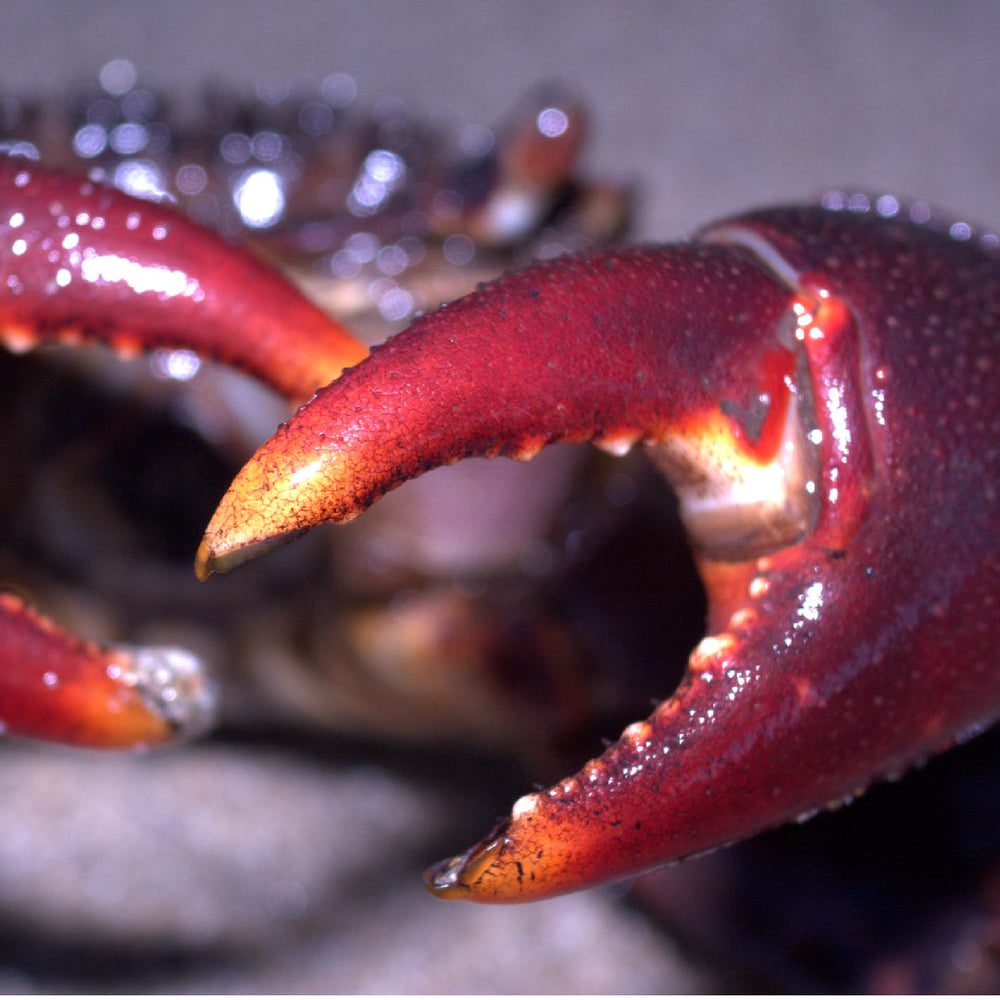 Cook Crab Claws Perfectly Every Time | Step-by-Step Guide