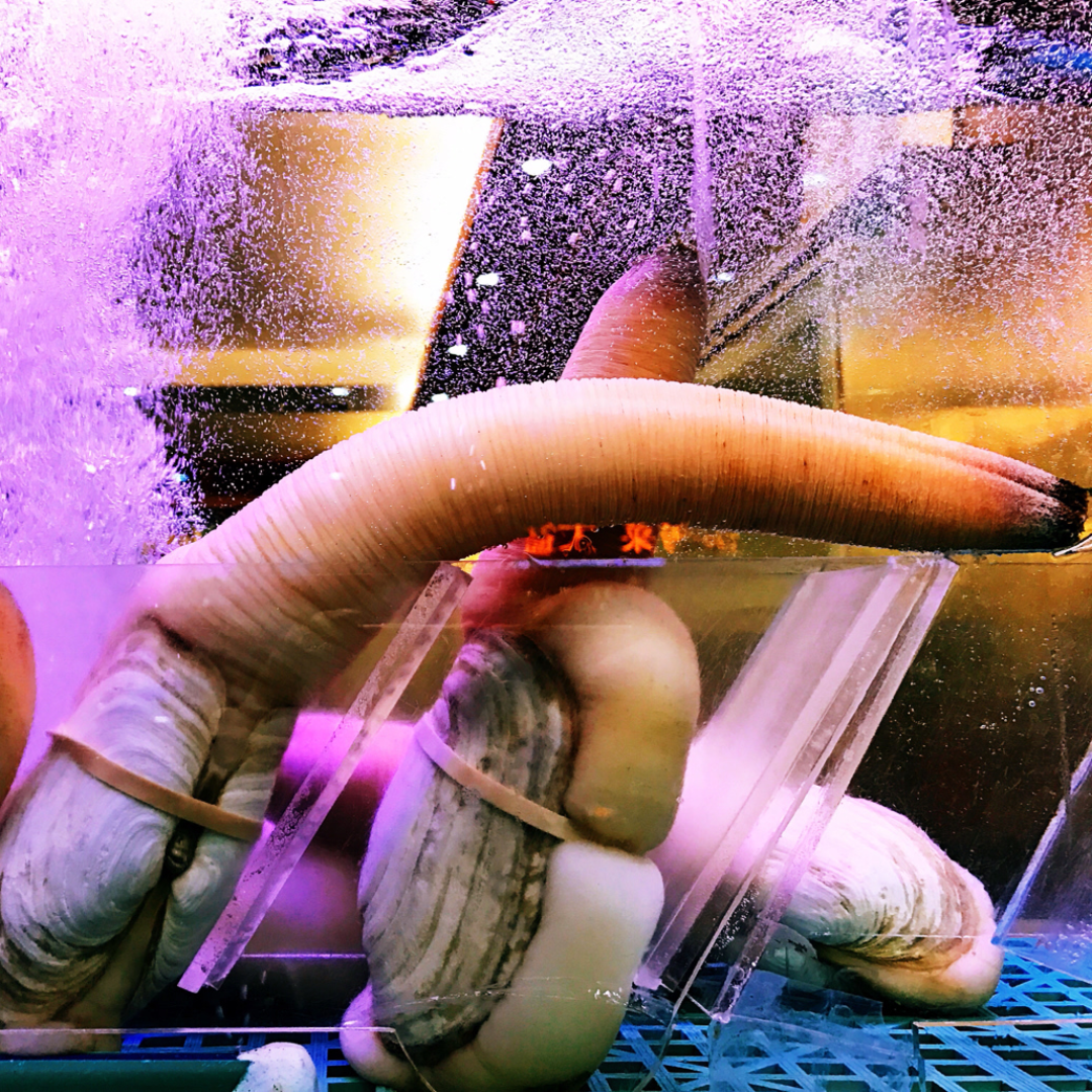 Geoduck: Health Benefits, Taste, and How to Enjoy This Unique Seafood