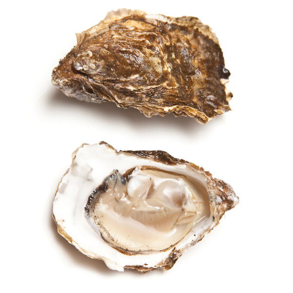 Oyster Farming 101: A Beginner's Guide to Growing and Harvesting Oysters