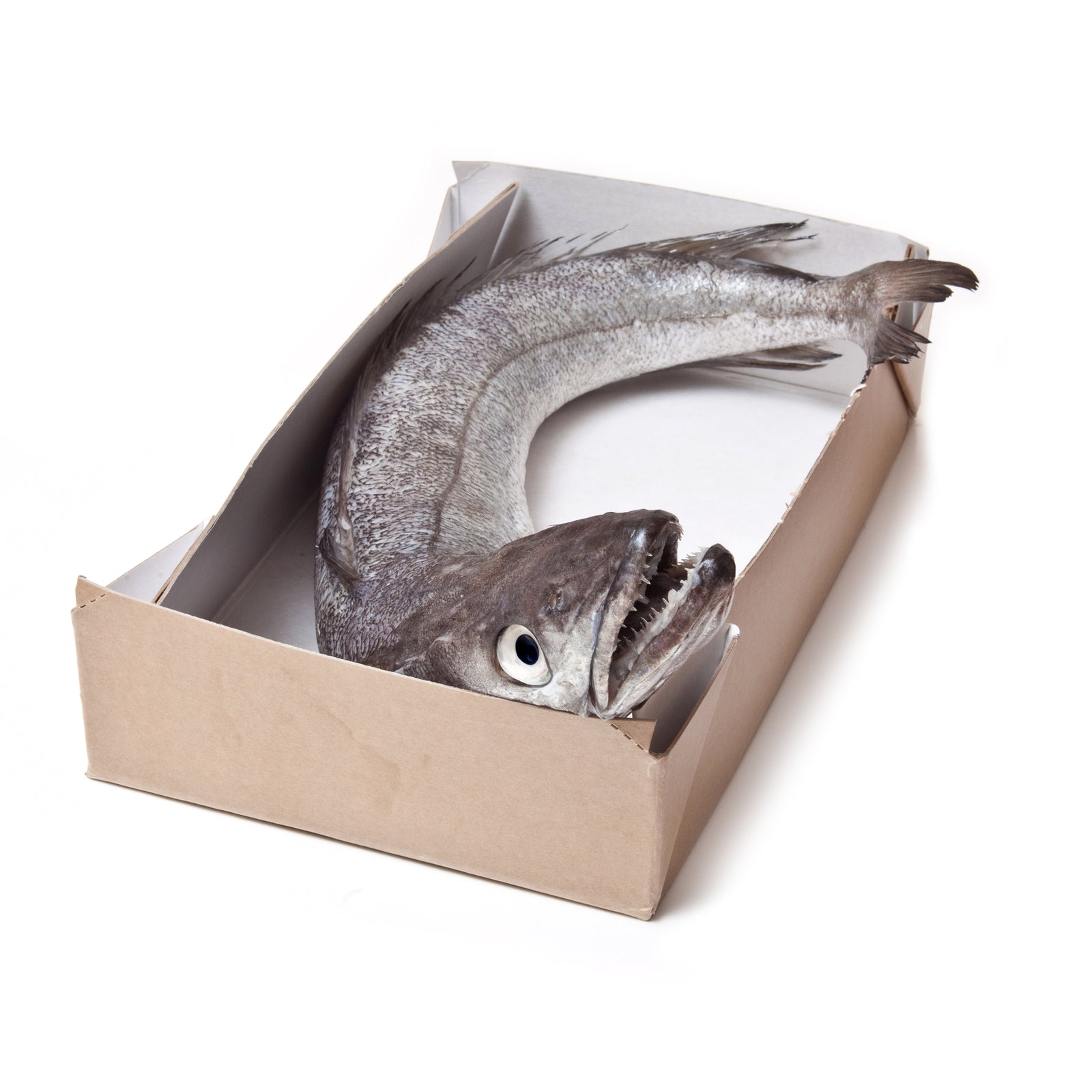Pacific Whiting Nutrition: Health Benefits & Essential Facts