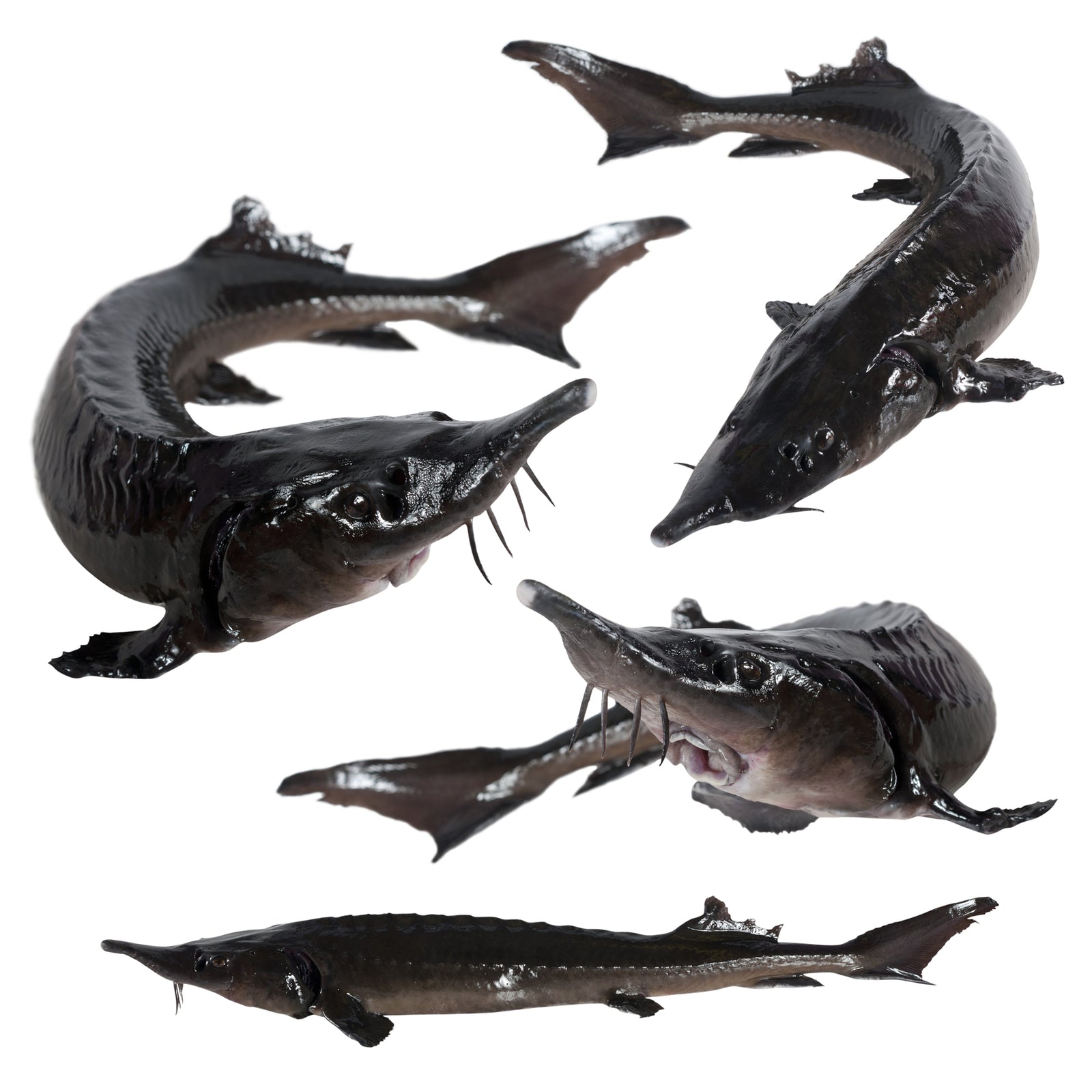 How to Choose the Right Fishing Rod for White Sturgeon: A Complete Guide