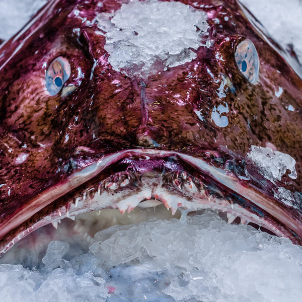Monkfish: Recipes, Nutrition, and Why It's the "Poor Man’s Lobster"