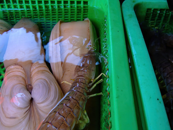 Buy Fresh Geoducks Online – Premium Quality & Overnight Shipping