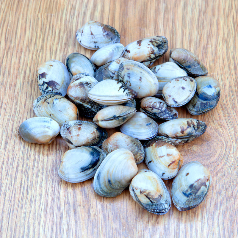 Blood Clams: Flavor, Health Benefits & Cooking Tips | Buy Live Seafood