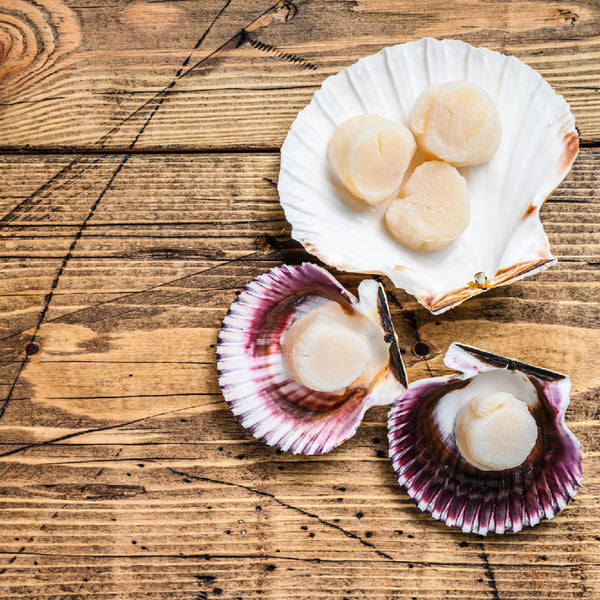 Delicious Diver Scallop Sandwiches: Quick & Gourmet Lunch Ideas
