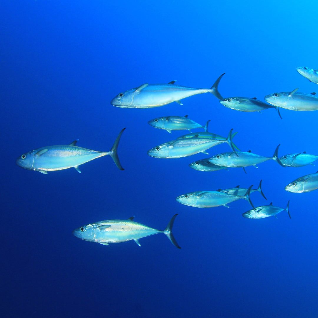 Hamachi Fish Teriyaki Recipe – Perfect for Impressing Your Guests