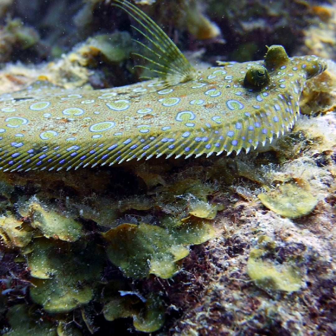 10 Flounder Fishing Hacks You Need to Know