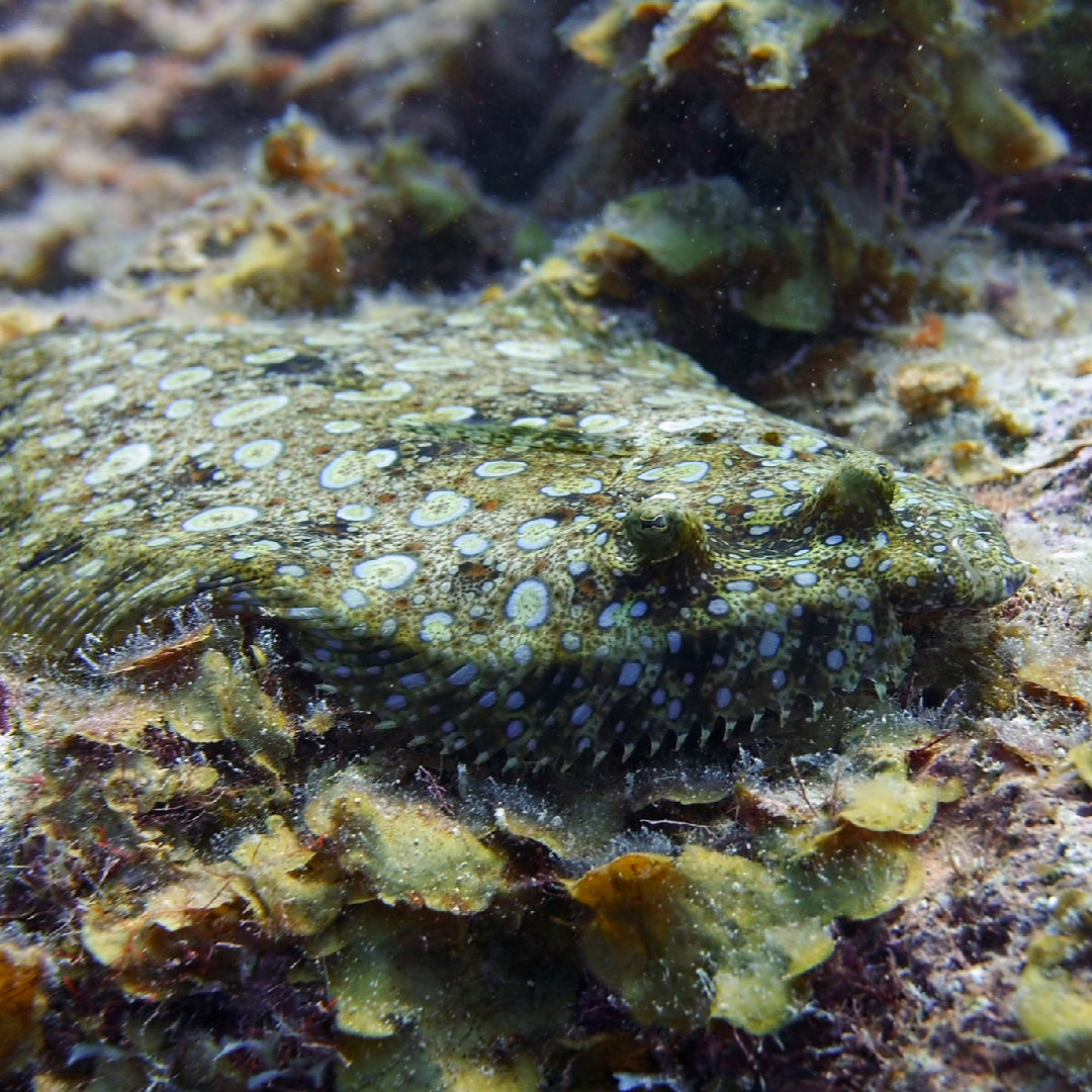 The Biggest Flounder Ever Caught | Record-Breaking Catch & Fishing Story