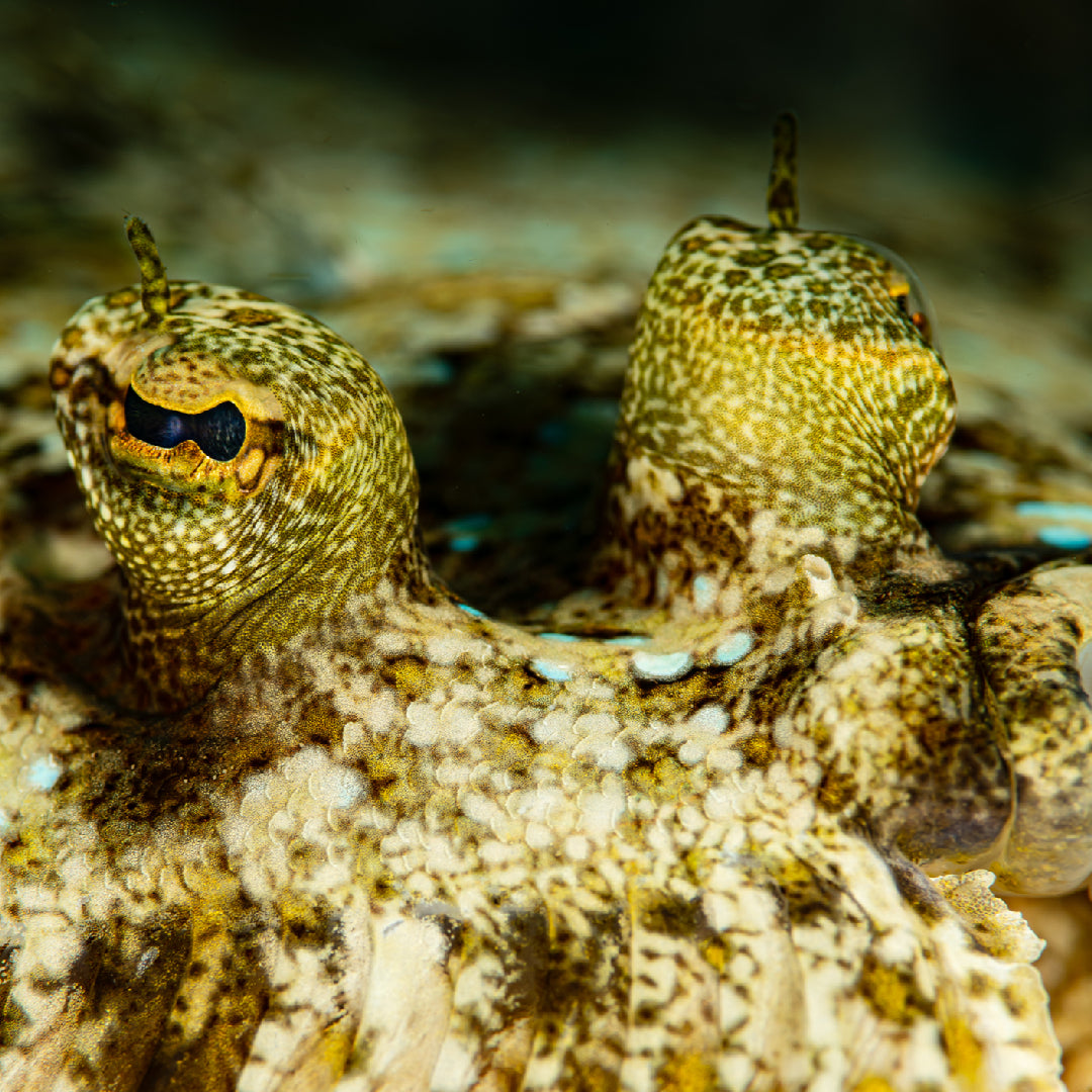 A Beginner's Guide to Targeting Flounder in Shallow Waters