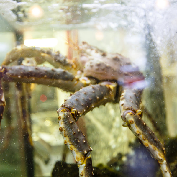 Live King Crab: A Sustainable Seafood Option for Conscientious Seafood ...