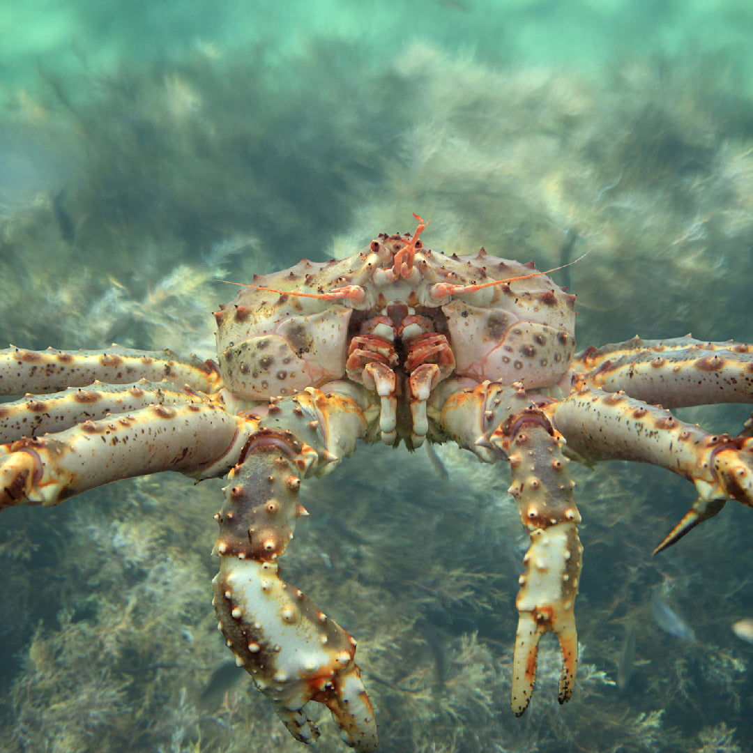 How to Cook Live King Crab Like a Pro – Easy Step-by-Step Guide