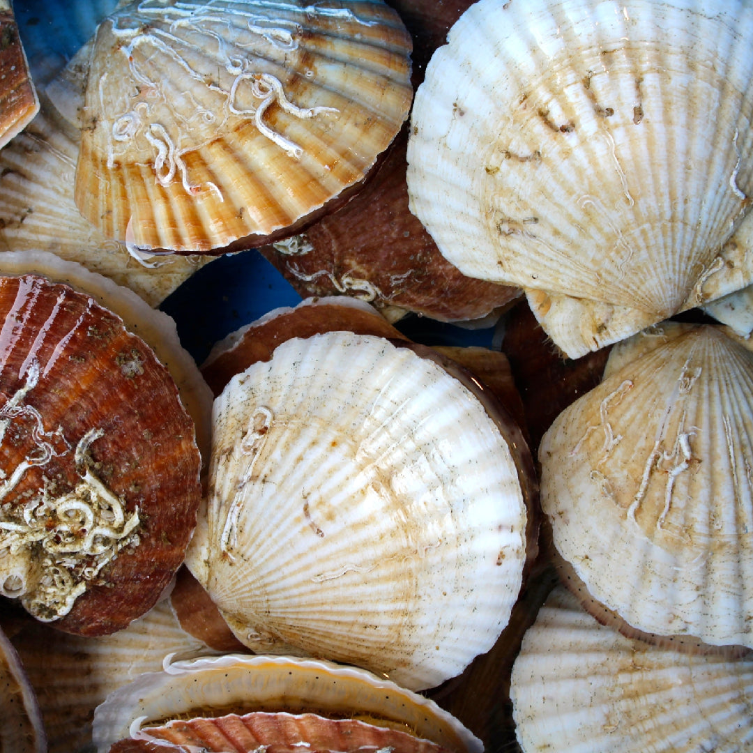 How to Grill Live Scallops – Best Types, Spicy Recipes, & Side Dishes