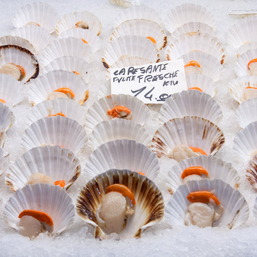 Top 5 Live Scallop Farms in the US – Best Sources for Fresh Scallops