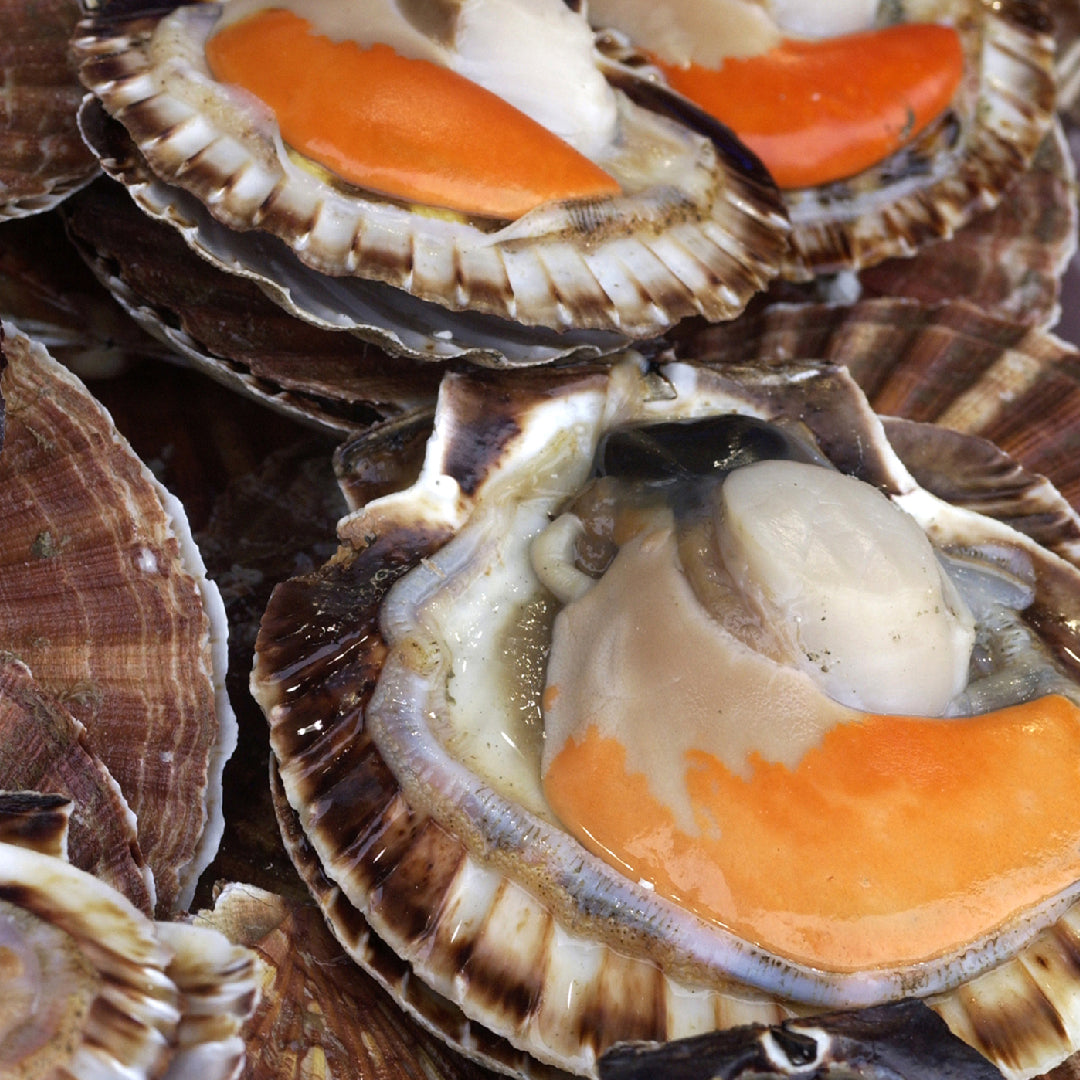 Health Benefits of Live Scallops: Nutrition & Why They’re Essential