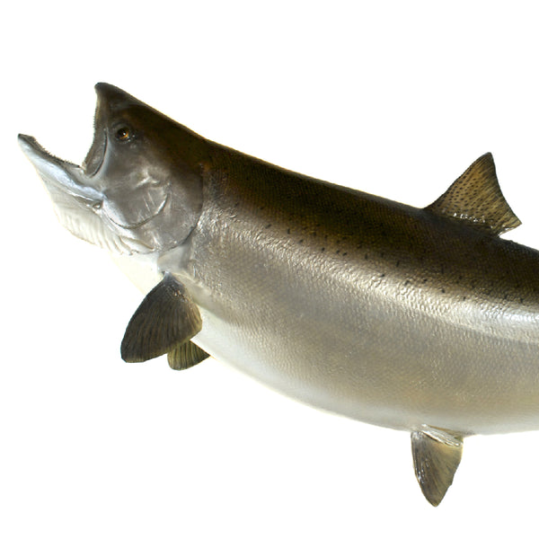 Silver Salmon: A Perfect Meal for Any Occasion