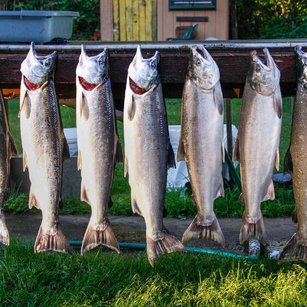 The Ultimate Guide to Choosing the Best Gear for Silver Salmon Fishing