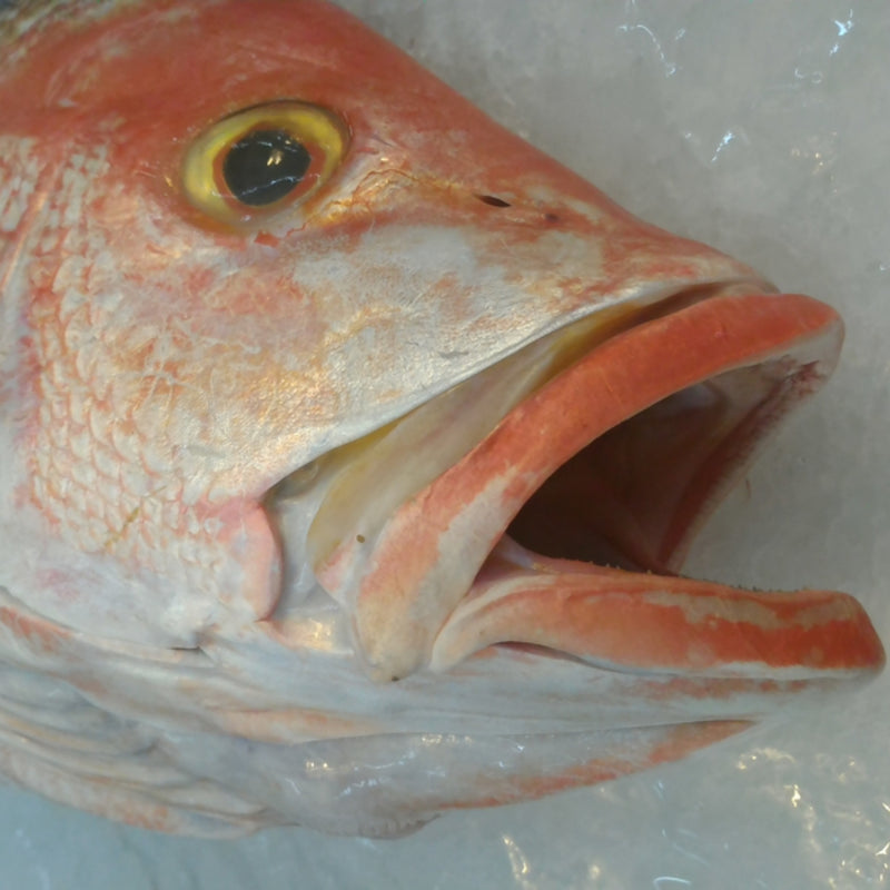 Master a Whole Yellowtail Snapper Recipe | A Culinary Adventure