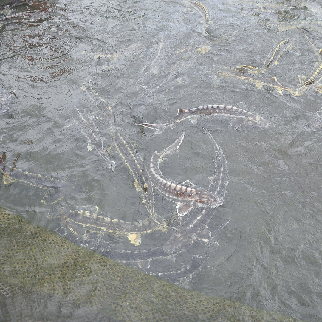 Night Fishing for White Sturgeon | Expert Tips and Proven Techniques