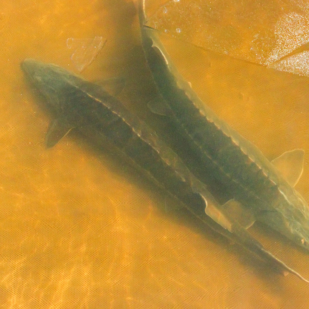 The Ultimate Guide to Catching White Sturgeon in the Fall: Tips ...
