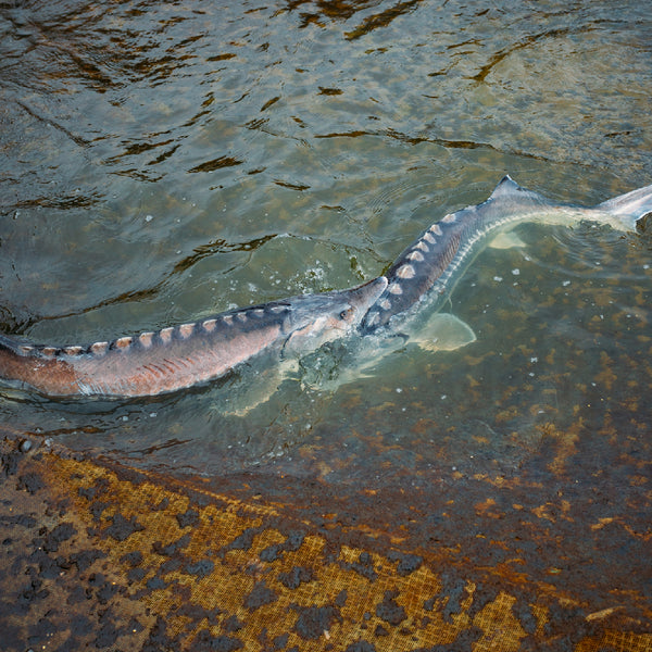 The Ultimate Guide to Catching White Sturgeon in a Lake