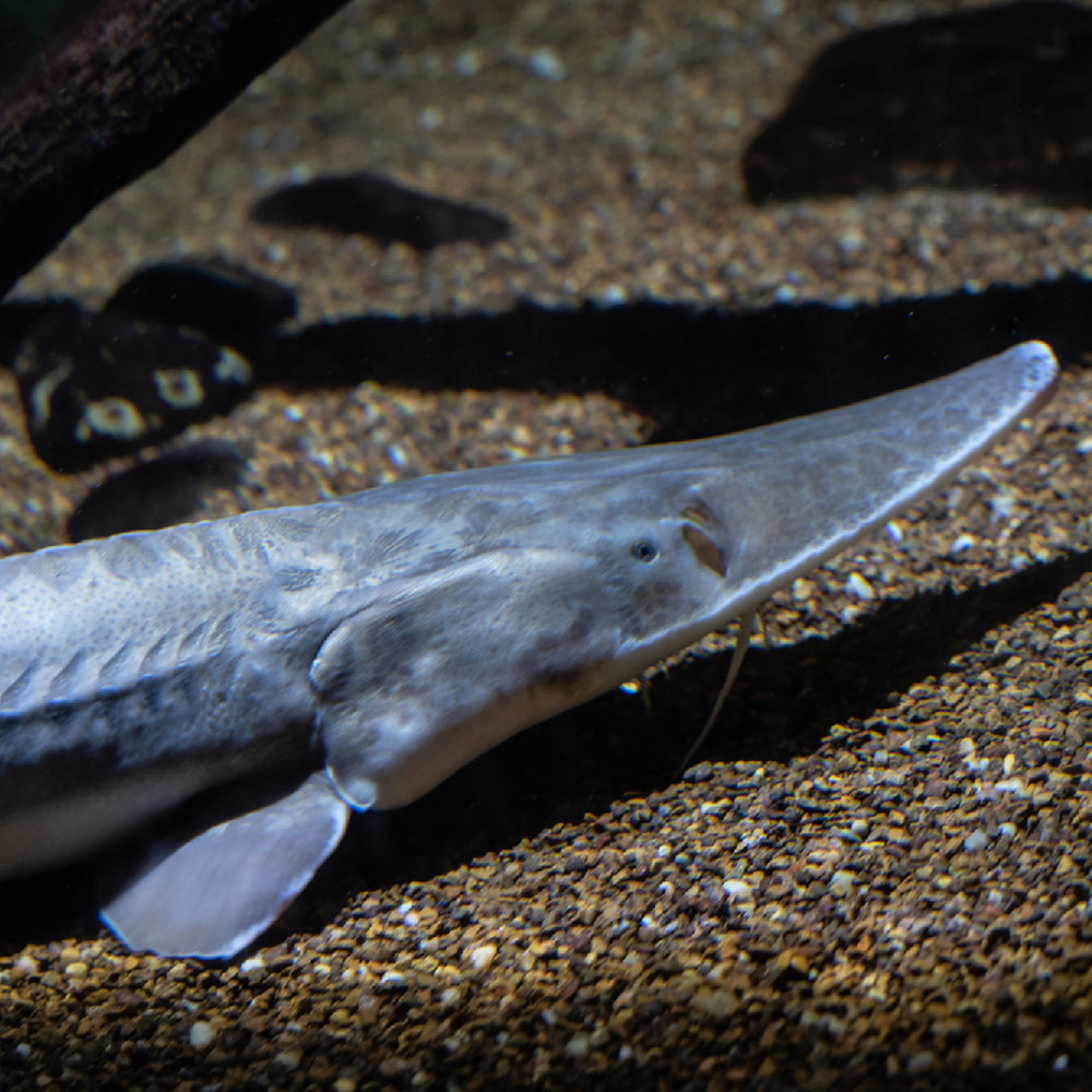 Best White Sturgeon Fishing Destinations in Canada: Secrets & Expert Advice