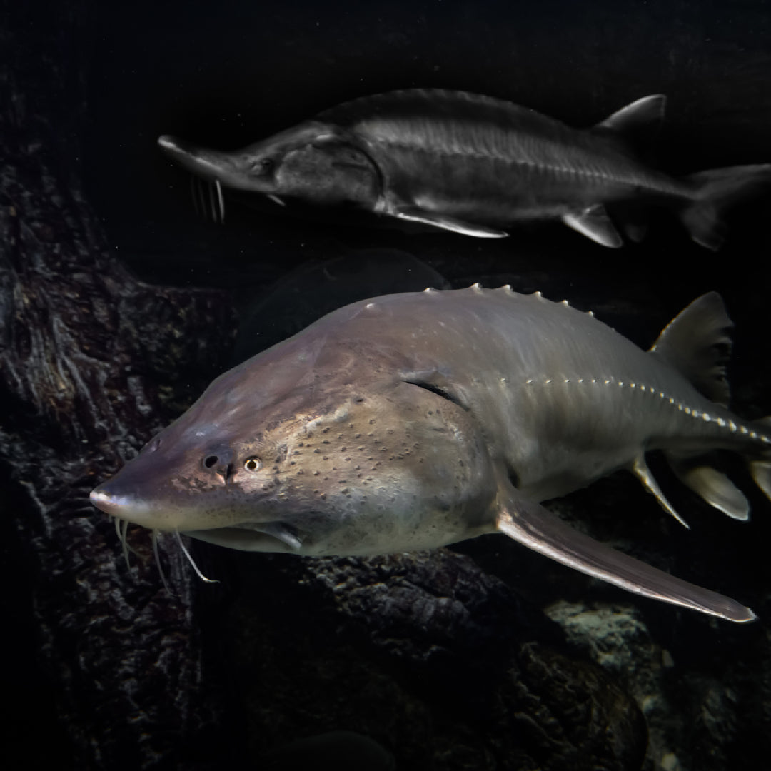 Best Time of Year to Catch White Sturgeon | Expert Fishing Guide