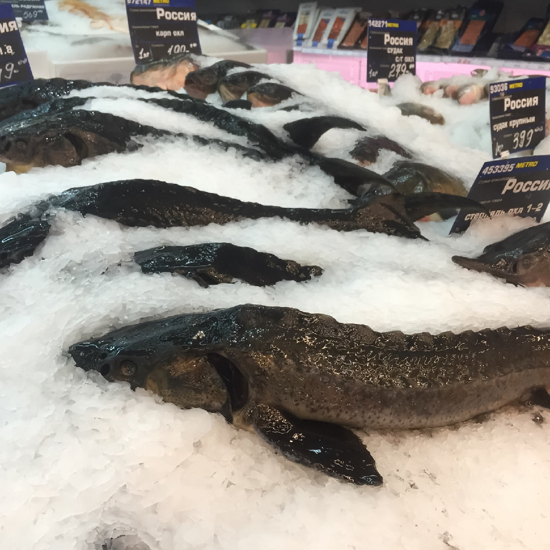 Best White Sturgeon Fishing Spots Worldwide | Expert Angler Guide