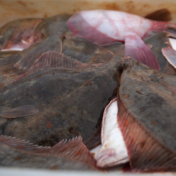 How to Make Petrale Sole Fish and Chips at Home – Delicious & Crispy Recipe