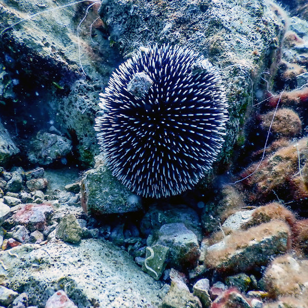 Make Sea Urchin Sushi with Uni Butter: A Gourmet Step-by-Step Guide