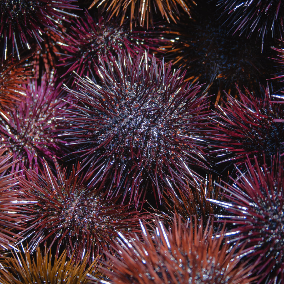 Master Sea Urchin Sushi with Uni Powder: A Step-by-Step Gourmet Guide