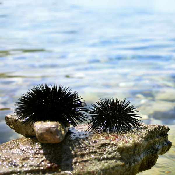 Create Sea Urchin Sushi with Uni Foam: A Step-by-Step Gourmet Guide