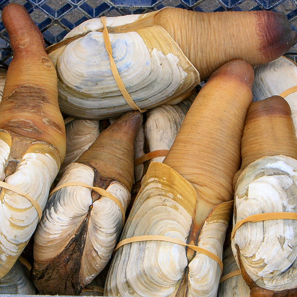Buy Fresh Live Geoduck Clams - Premium Quality
